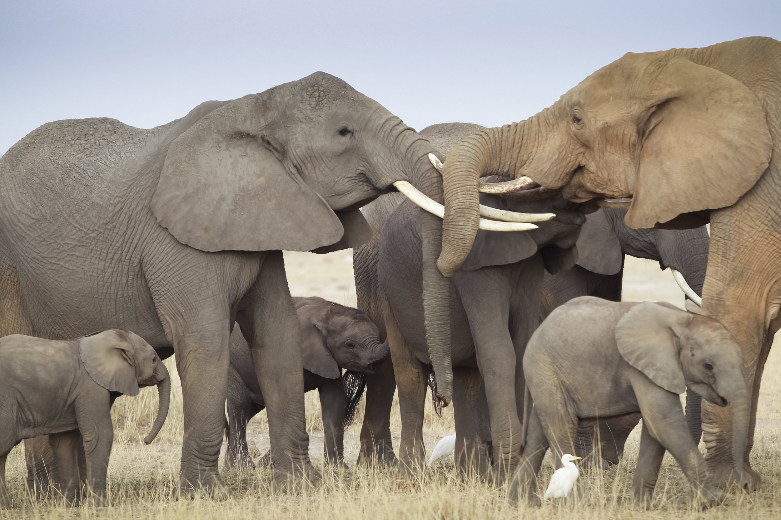 Why Can't We Protect Elephants? - TheTrendler